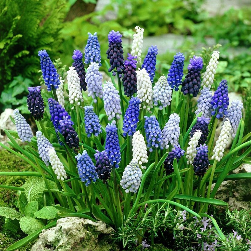 Muscari mixed | English Gardens
