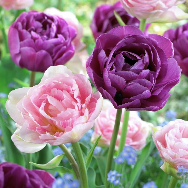 Get Tulip Double Delight Spring-flowering Bulbs in MI at English ...