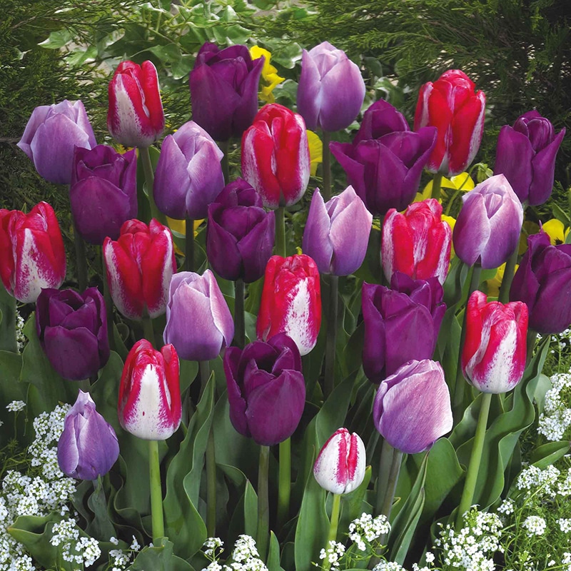 Tulip Mixed PURPLE | English Gardens