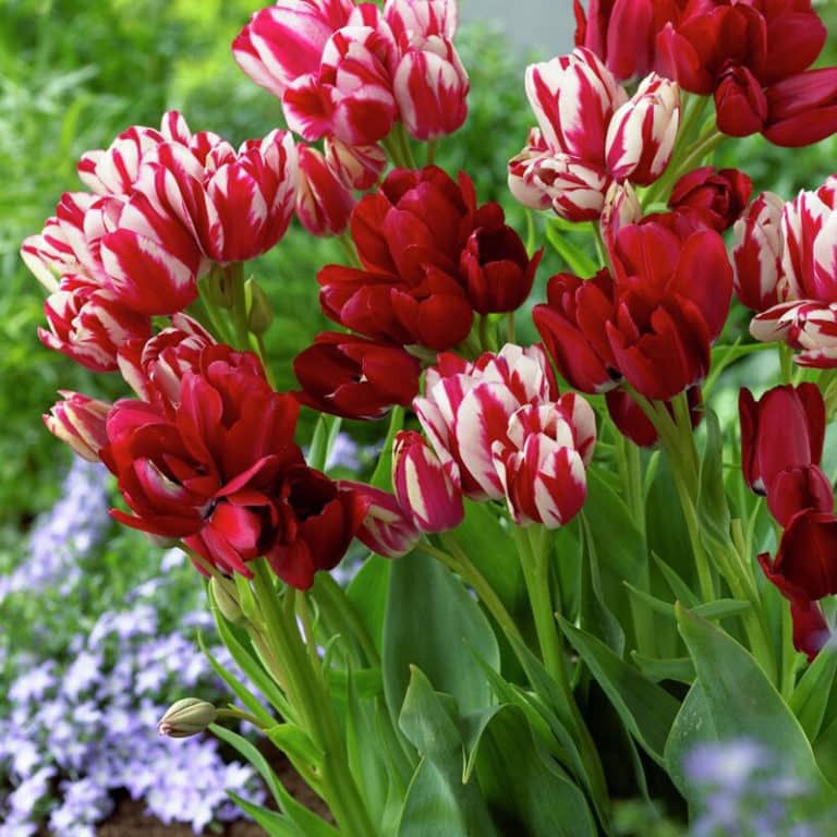 Get Tulip Magic Bouquets Spring-flowering Bulbs in MI at English Gardens Nurseries | Serving ...
