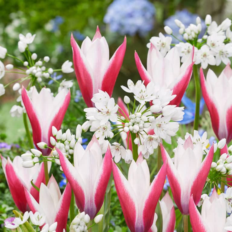 Get Tulip/Allium Chique Magnifique Spring-flowering Bulbs in MI at English Gardens Nurseries ...
