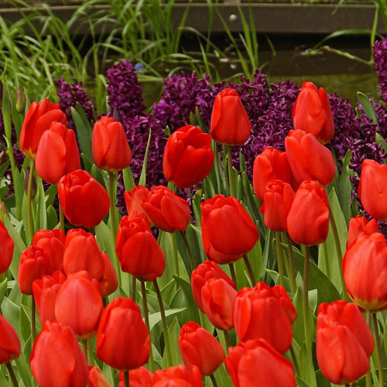Get Tulip Oxford Spring-flowering Bulbs in MI at English Gardens ...