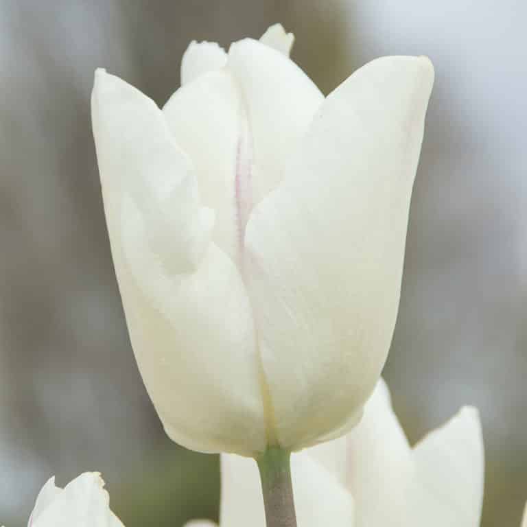 Get Tulip White Prince Spring-flowering Bulbs in MI at English Gardens ...