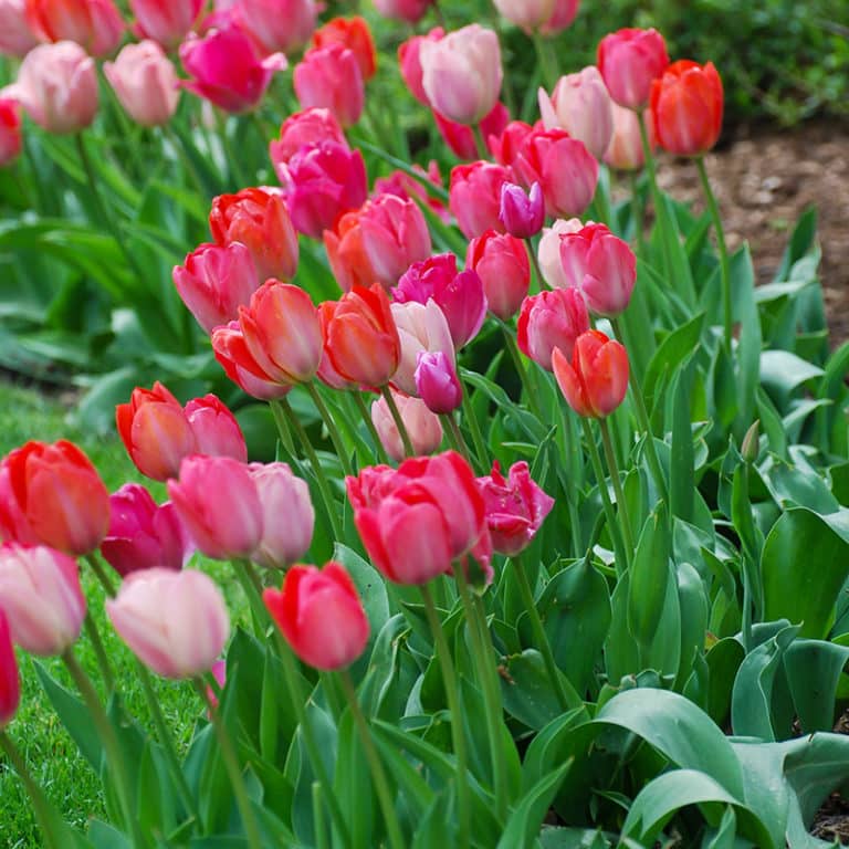 Get Tulip Pink Promise Spring-flowering Bulbs in MI at English Gardens Nurseries | Serving ...