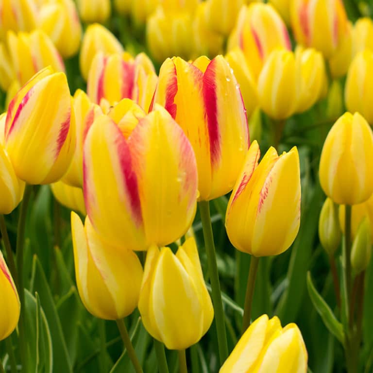 Get Tulip Antoinette Spring-flowering Bulbs in MI at English Gardens ...