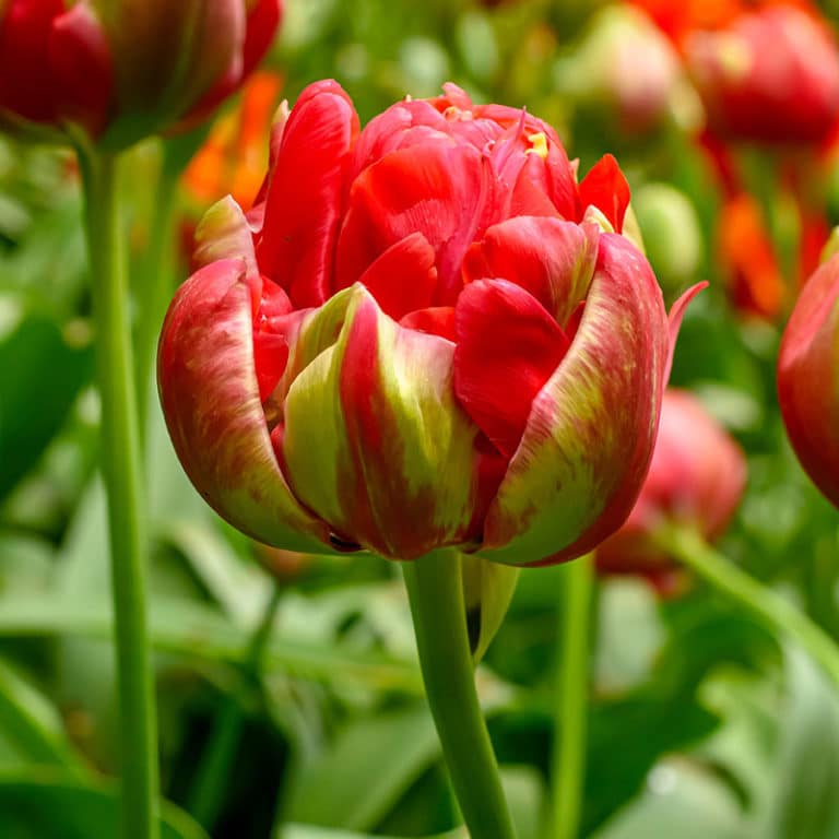 Get Tulip Bombastic Red Spring-flowering Bulbs in MI at English Gardens Nurseries | Serving ...