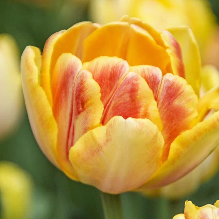 Get Tulip Foxy Foxtrot Spring-flowering Bulbs in MI at English Gardens Nurseries | Serving ...