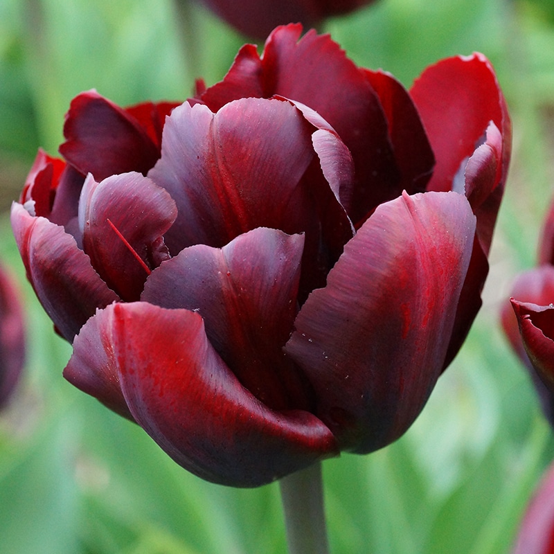Tulipa Palmyra | English Gardens