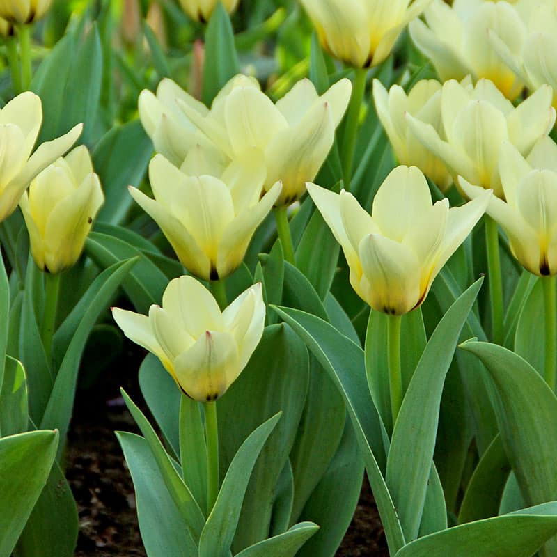 Buy Tulip in MI | English Gardens, Serving Clinton Township, Dearborn ...
