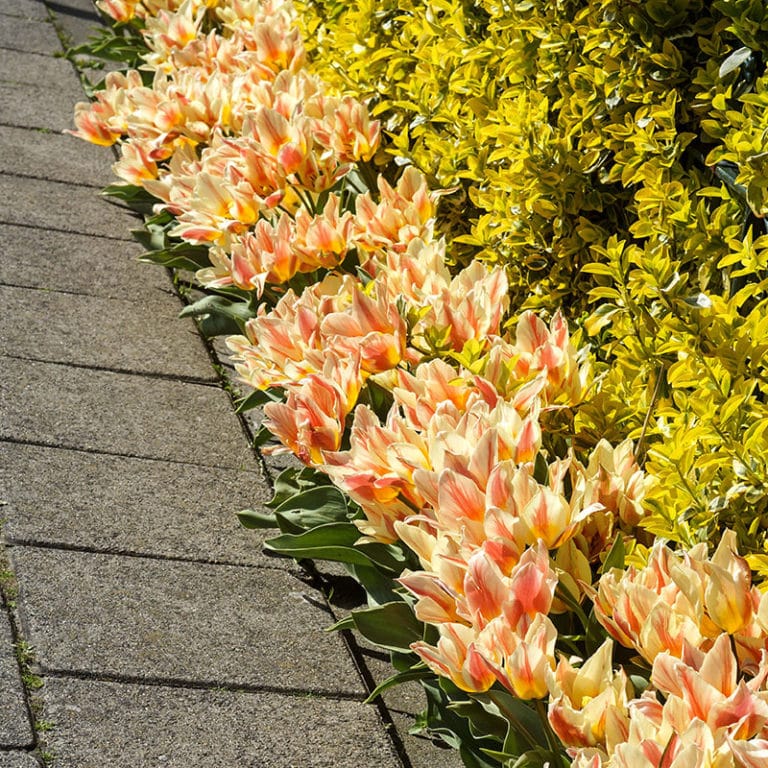 Get Tulip Quebec Spring-flowering Bulbs in MI at English Gardens Nurseries | Serving Clinton ...