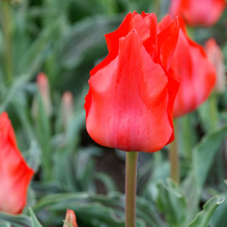 Get Tulip Red Riding Hood Spring-flowering Bulbs in MI at English Gardens Nurseries | Serving ...