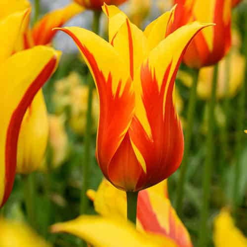 Tulipa Fire Wings | English Gardens