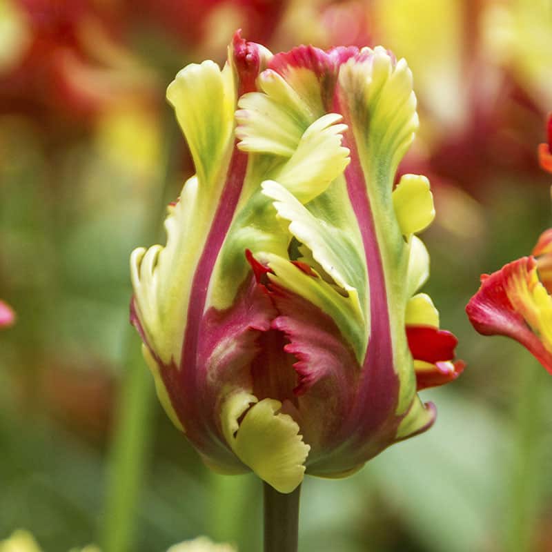 Tulipa Flaming Parrot | English Gardens