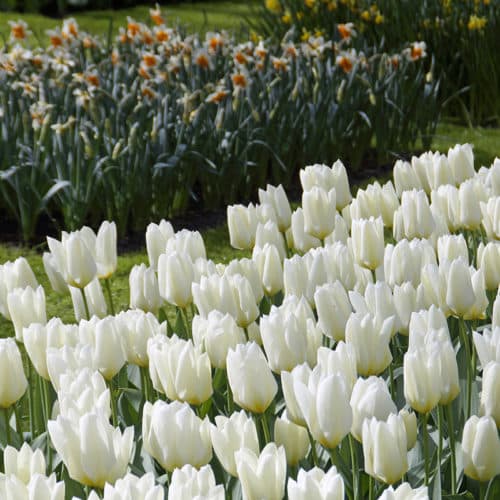 Get Tulip White Emperor Purissima Spring-flowering Bulbs in MI at English Gardens Nurseries ...