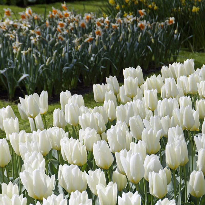 Get Tulip White Emperor Purissima Spring-flowering Bulbs in MI at English Gardens Nurseries ...