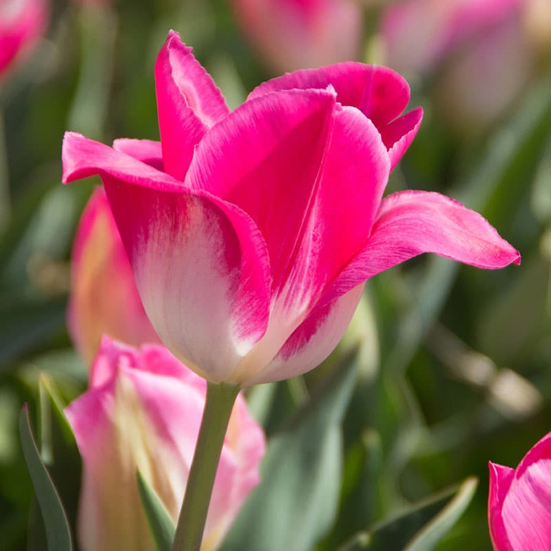 Tulipa Memphis - English Gardens