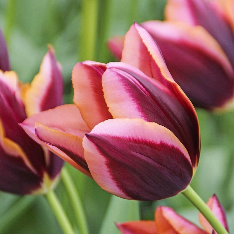 Get Tulip Muvota Spring-flowering Bulbs in MI at English Gardens Nurseries | Serving Clinton ...