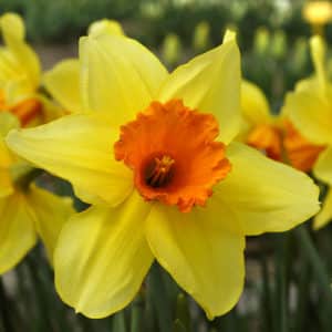 Narcissus Fortissimo | English Gardens