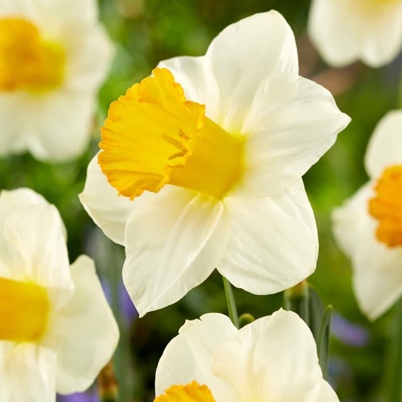 Narcissus Orange Sunset | English Gardens