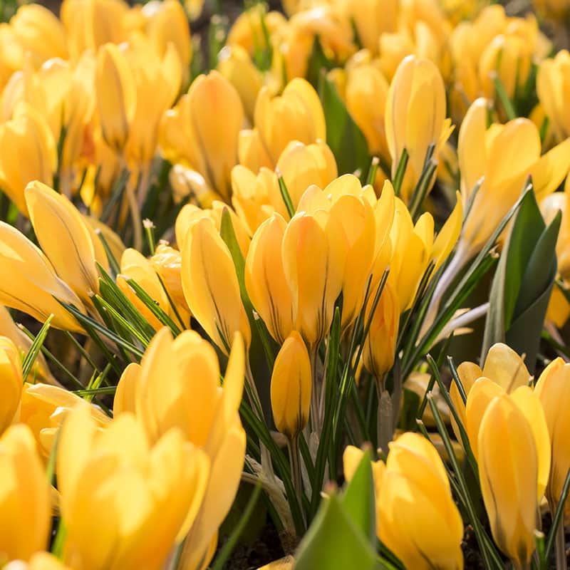 Crocus Golden Yellow | English Gardens