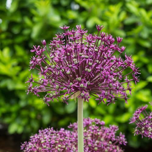 Get Allium Ping Pong Spring-flowering Bulbs in MI at English Gardens ...