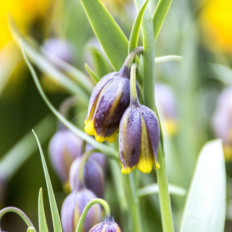 Fritillaria Uva Vulpis - English Gardens