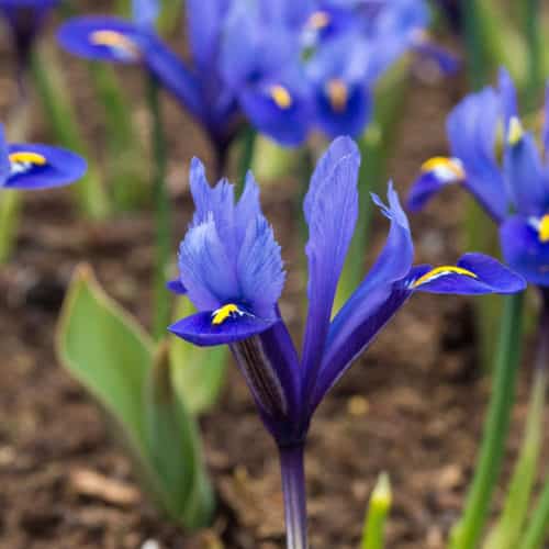 Iris reticulata Harmony | English Gardens