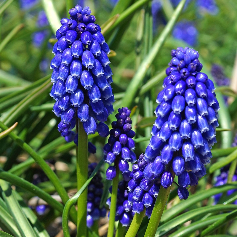 Muscari Bling Bling | English Gardens
