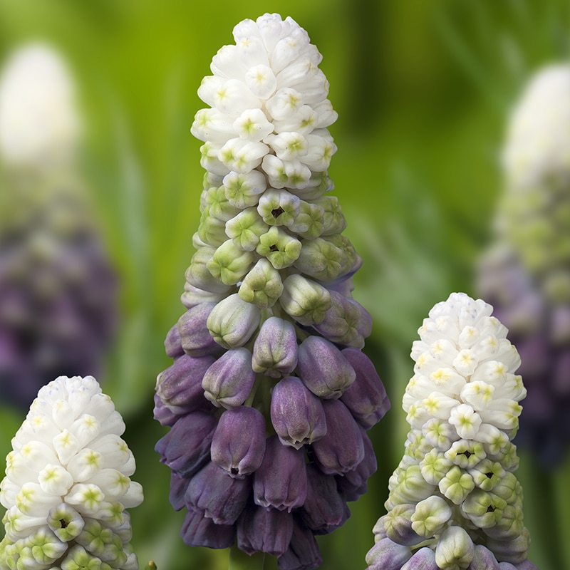 Muscari Grape Ice | English Gardens