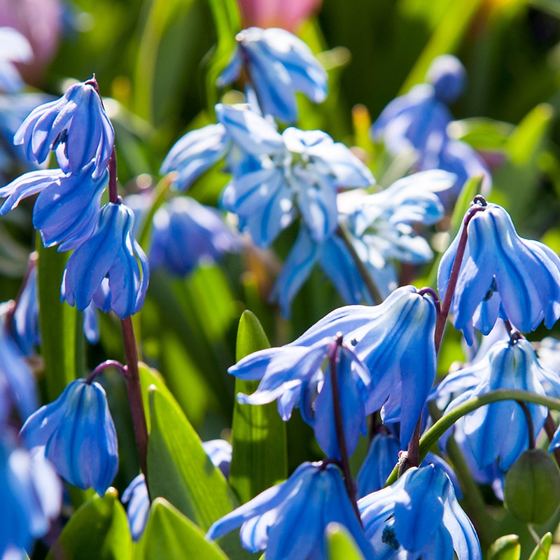 Scilla Spring Beauty | English Gardens
