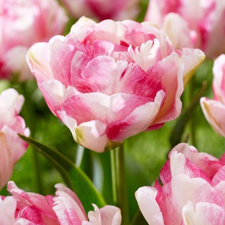 Get Double Shake Double Late Peony Tulip Spring-flowering Bulbs in MI ...