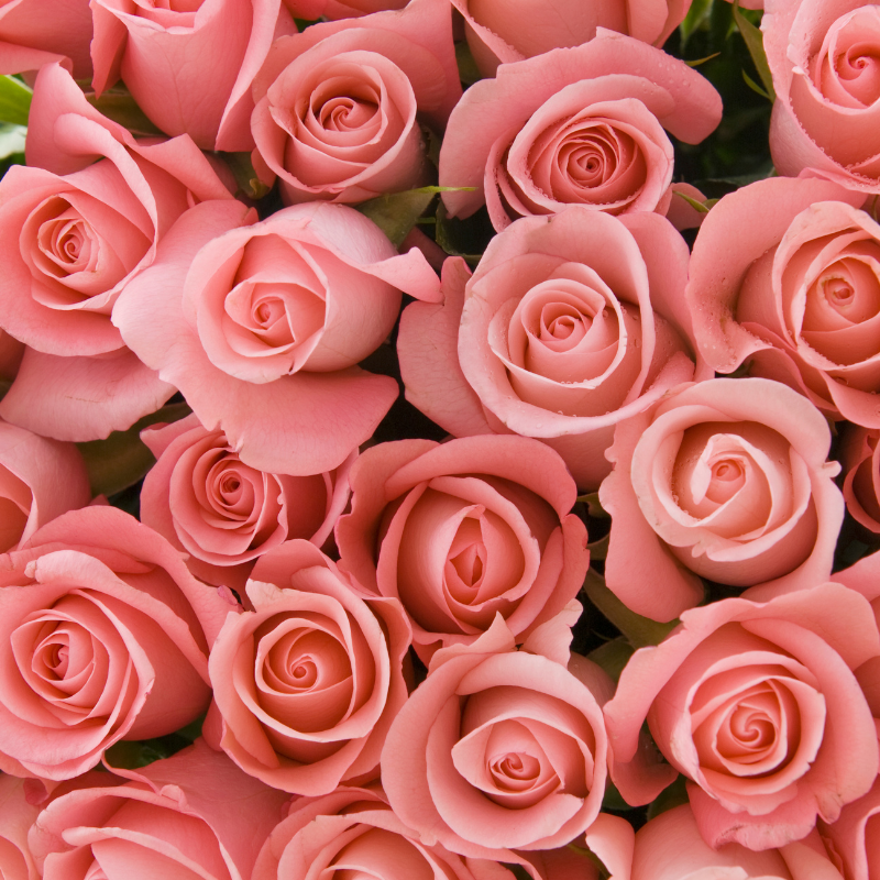 The Meaning of Roses - English Gardens