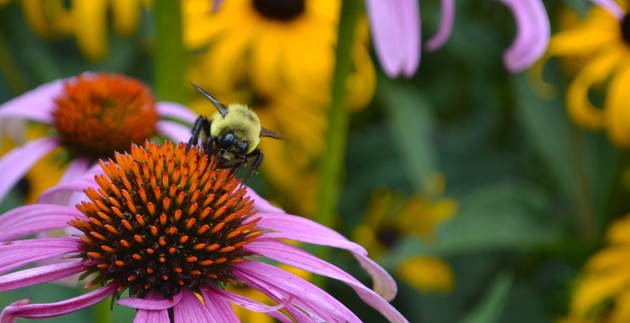 Create a Pollinator-Friendly Garden - English Gardens