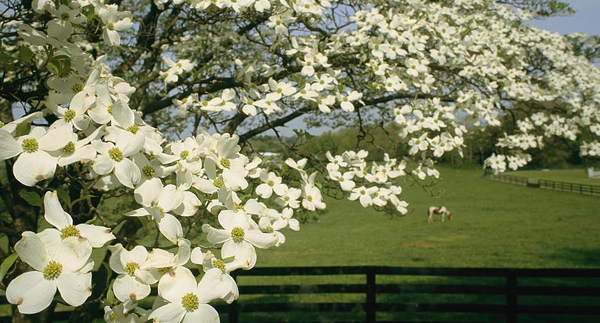 PLANT SPOTLIGHT: Spring-flowering Plants - English Gardens