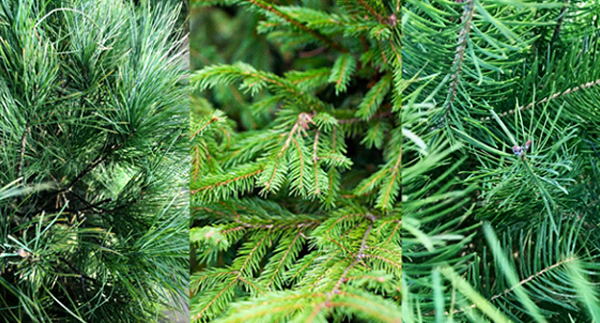 A Guide to Fresh-cut Christmas Trees - English Gardens