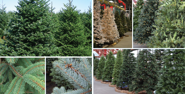 A Christmas Tradition: Selecting the Perfect Christmas Tree - English ...
