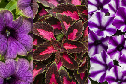 A Rainbow of Color: Multi-Colored Blossoms for Your Garden – English ...