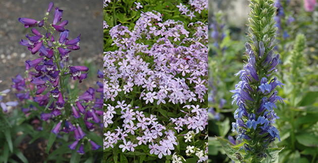 A New Look at Native Plants - English Gardens