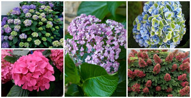 New Hydrangeas for 2015 - English Gardens
