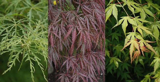 Plant Spotlight: Japanese Maples & Evergreens - English Gardens