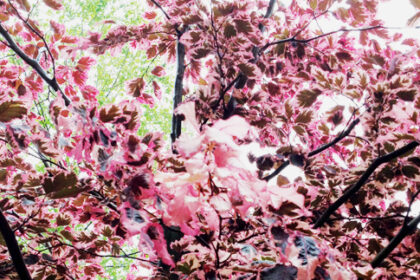 Plant Spotlight: Specimen Tree: Beeches – English Gardens