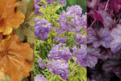 Plants for Fall Color – English Gardens