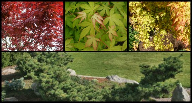 Specimen Plants - English Gardens