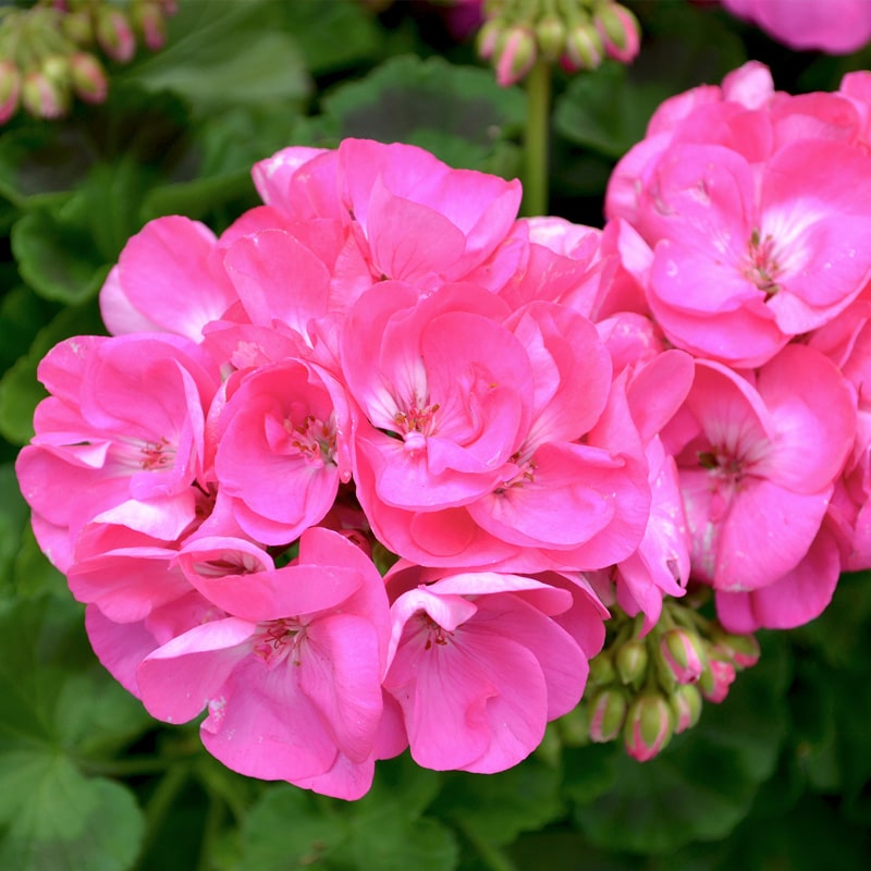 210266SCN-Geranium-Patio-Pot | English Gardens