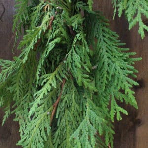 Royal Oak Archives - English Gardens