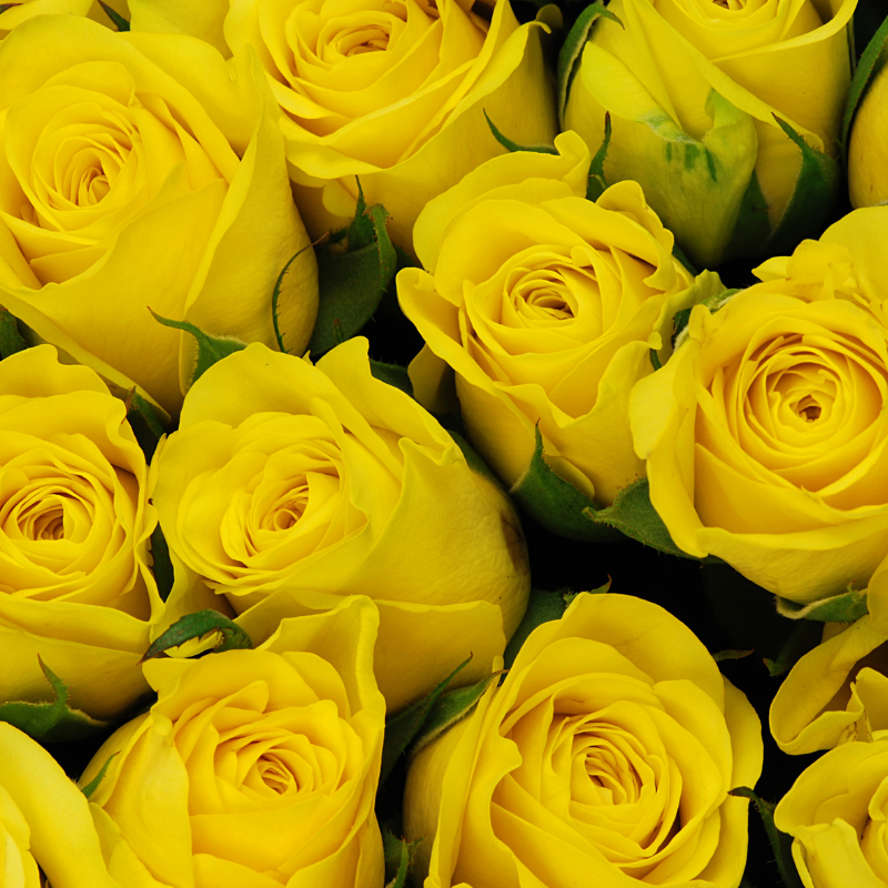 The Meaning of Roses - English Gardens