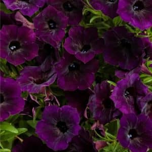 Get Midnight Petunia ‘Supertunia Mini Vista’ Proven Winners Hanging ...