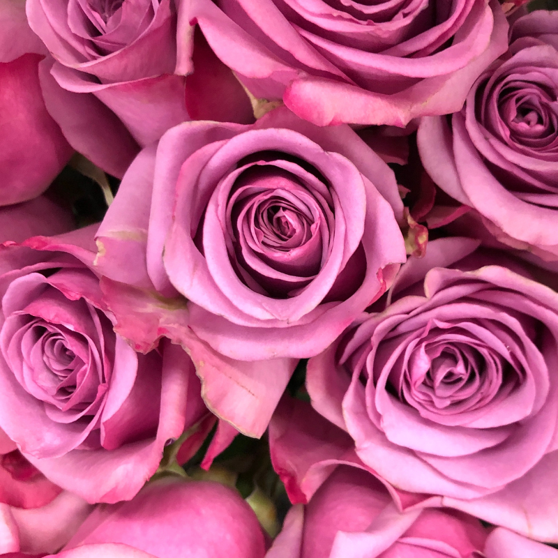 The Meaning of Roses - English Gardens