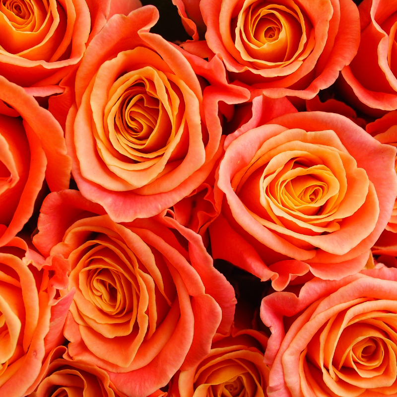 The Meaning of Roses - English Gardens