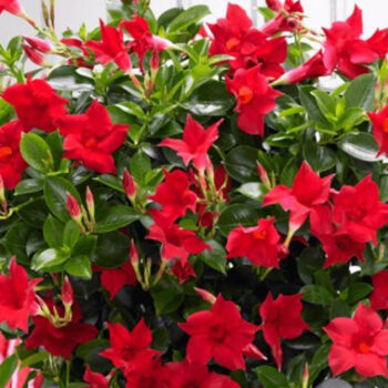Buy Plants for the Patio in MI | English Gardens, Serving Clinton ...